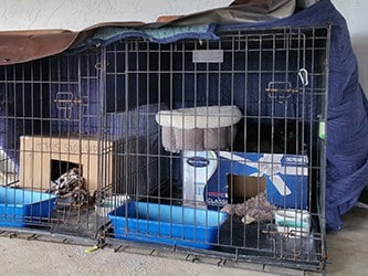 Available Barn Cats - Adopt a Barn Cat from Wagging Dog Rescue