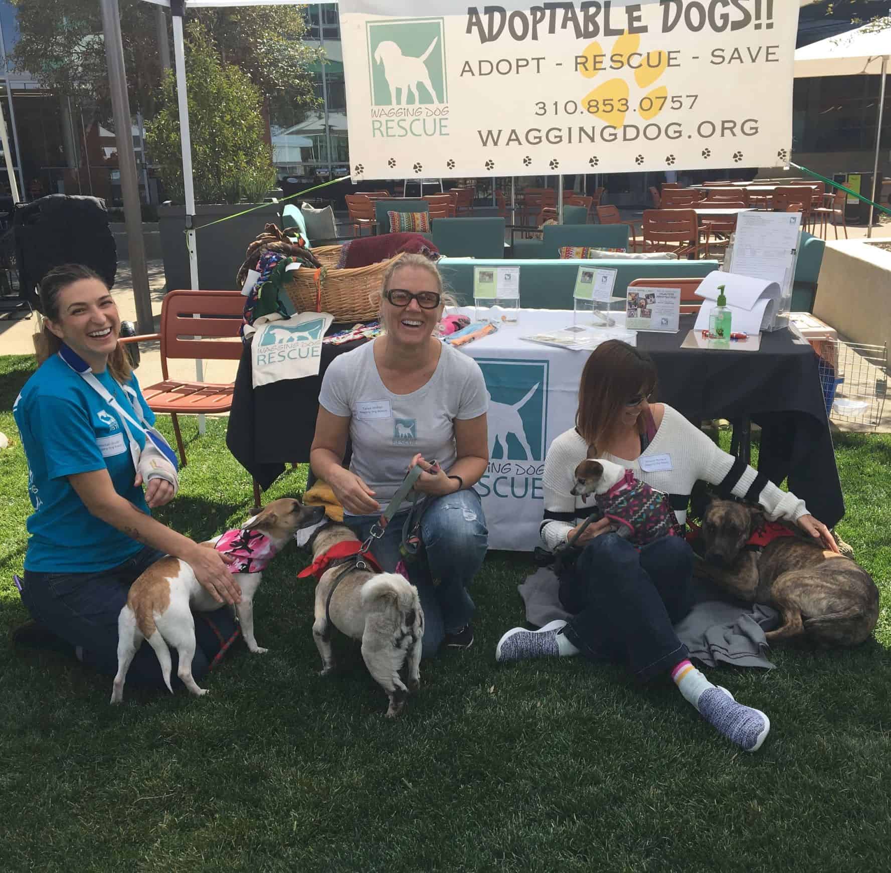 Join the Wagging Dog Rescue Team!