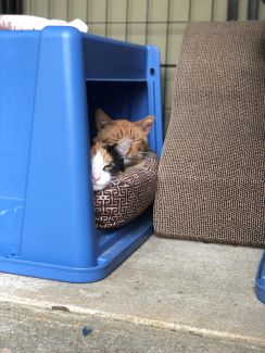 Available Barn Cats - Adopt a Barn Cat from Wagging Dog Rescue